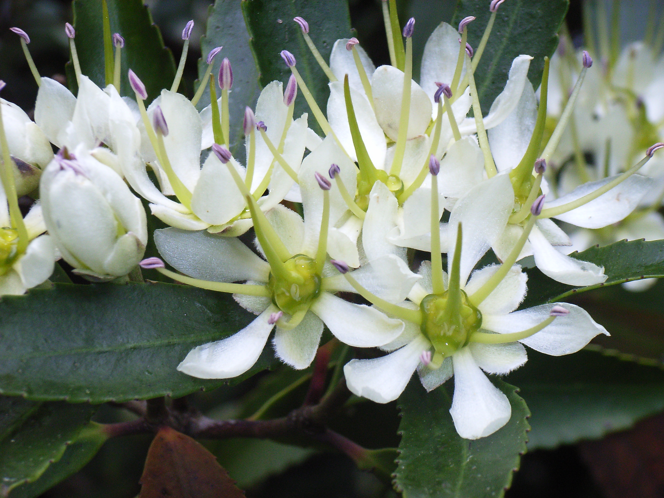 عمل 18 تصميم لمنتجات عسل مانوكا | مستقل