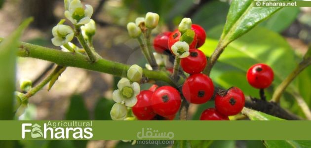 زراعة المتة؛ تعرف على أبرز 5 متطلبات لزرع أشجار المتة مستقل
