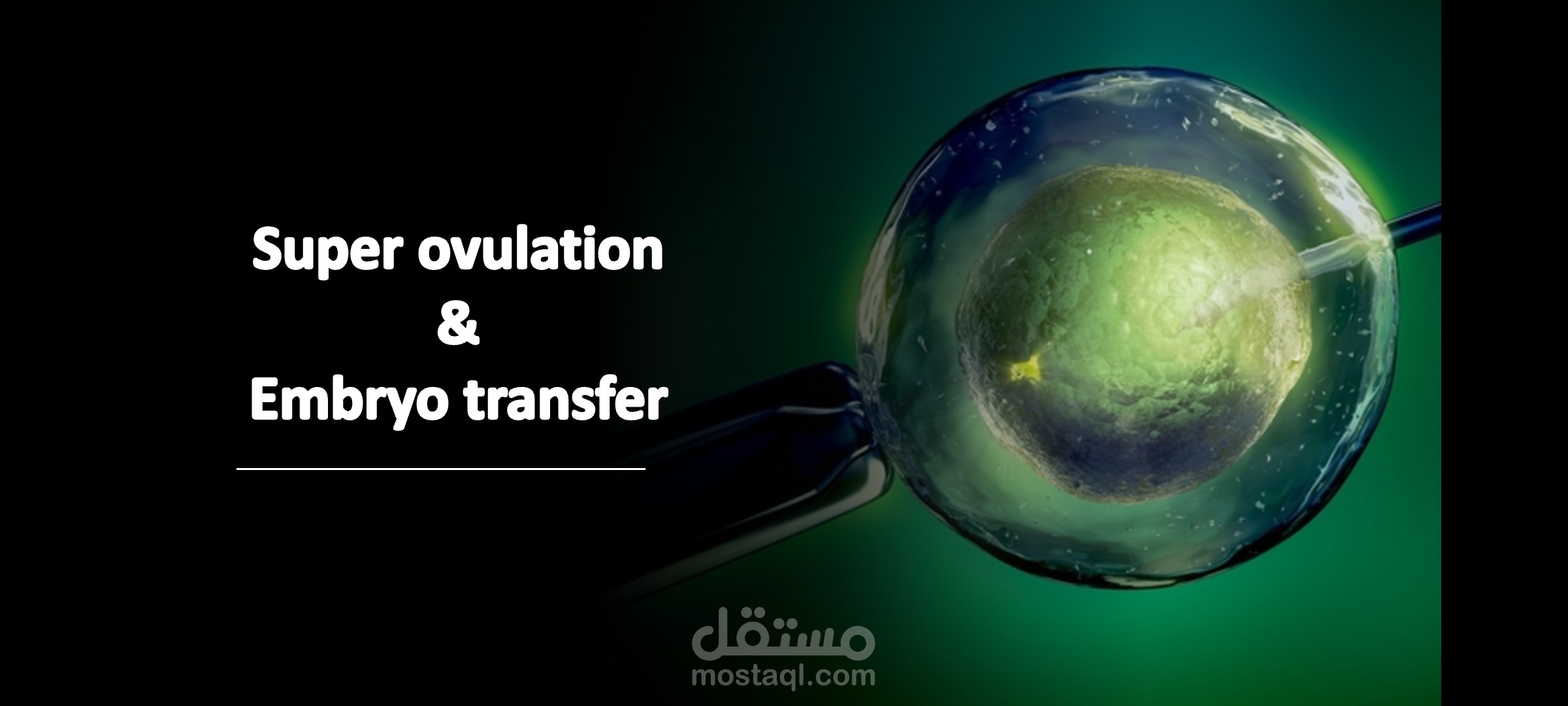 Super ovulation & embryo transfer presentation | مستقل