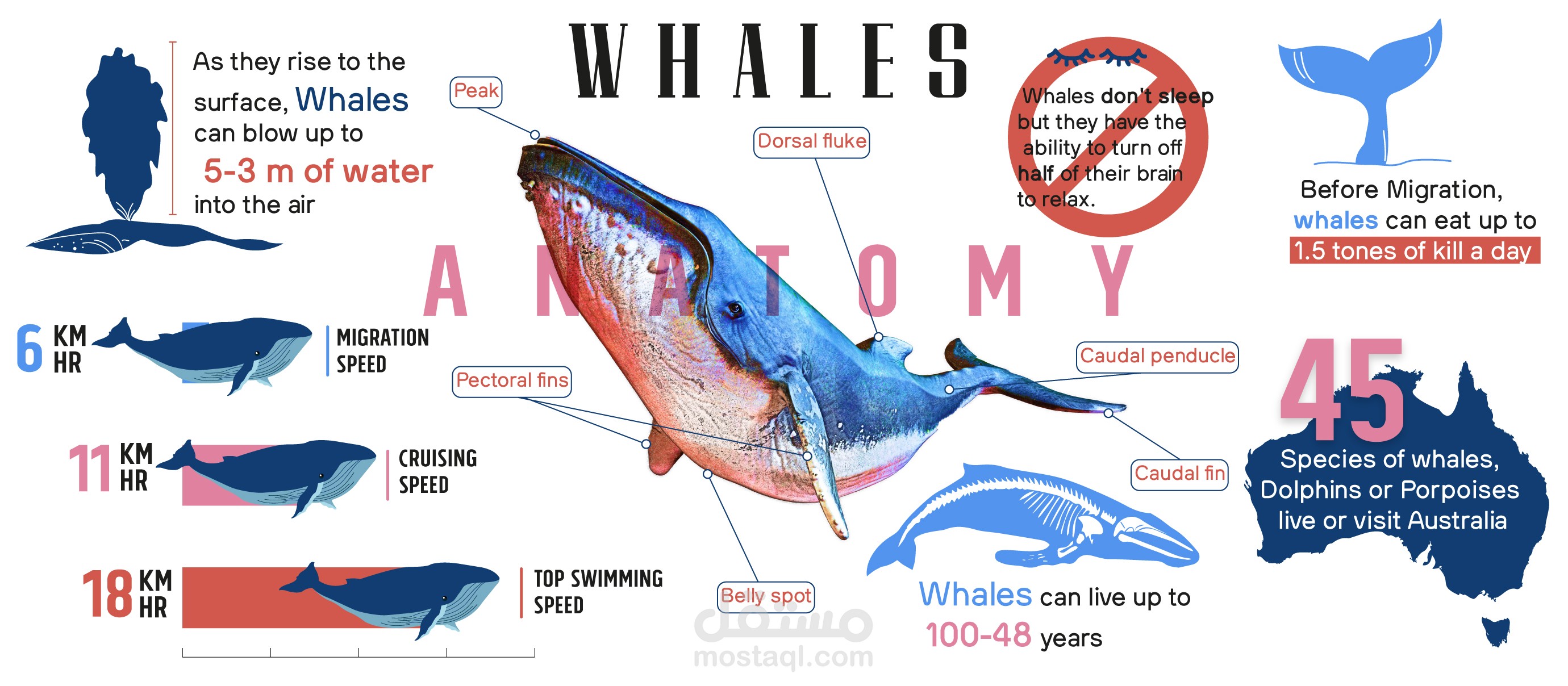 تصميم انفوجرافيك لبعض الحقائق عن الحيتان | مستقل