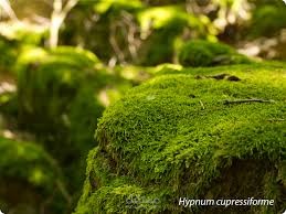 research about bryophytes | مستقل