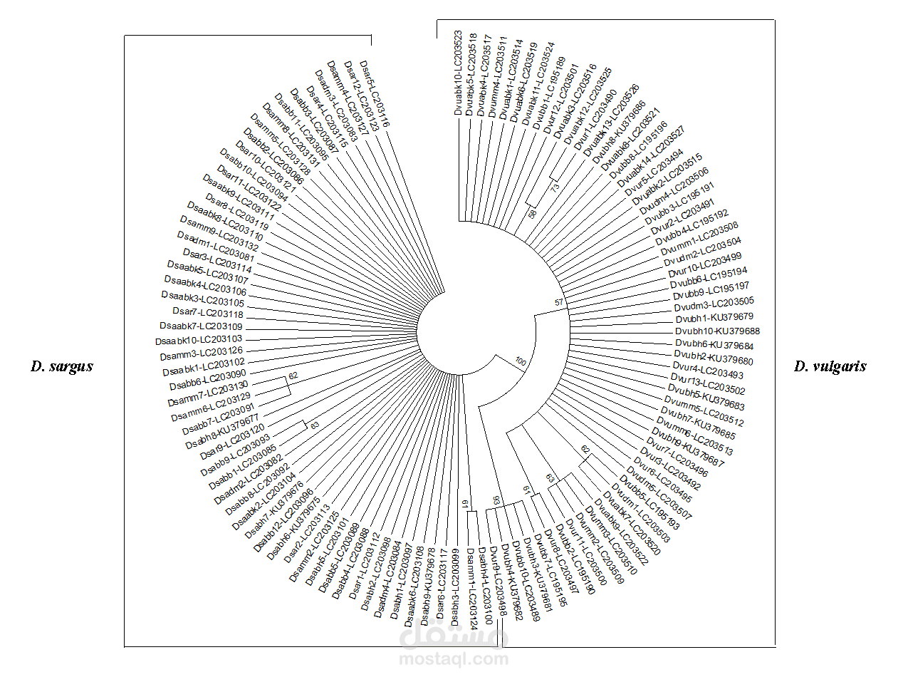Phylogenetic trees | مستقل