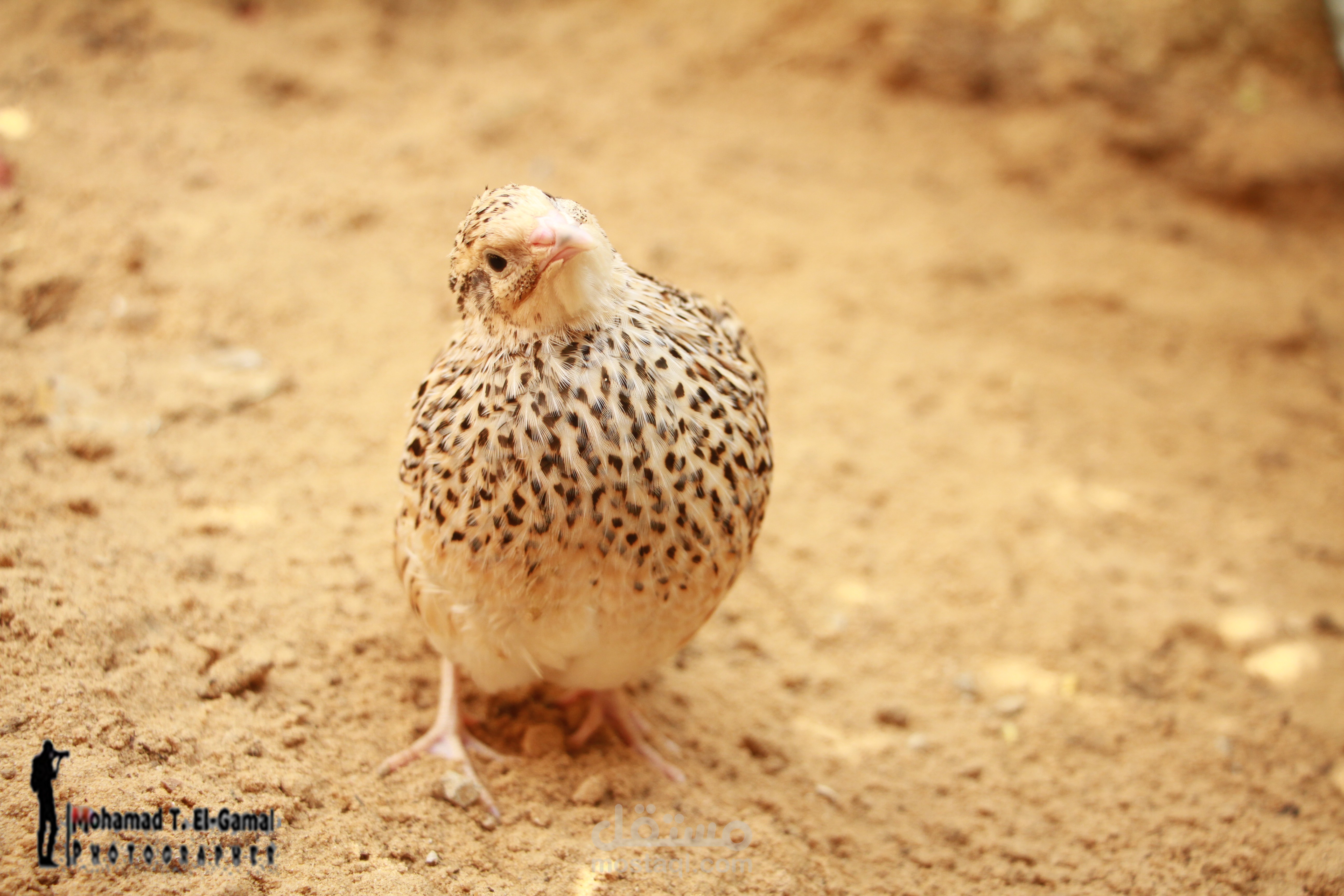 تصوير | مستقل